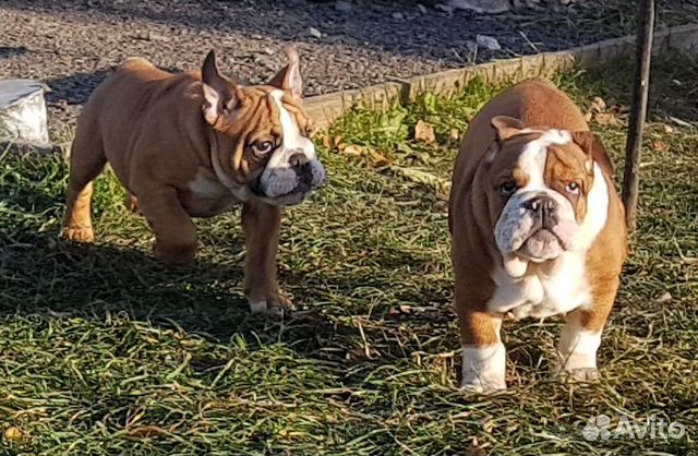 Щенки Английского Бульдога