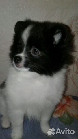 Шпиц.Девочка