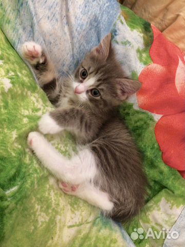 Ласковая котёнок девочка ждёт свою семью
