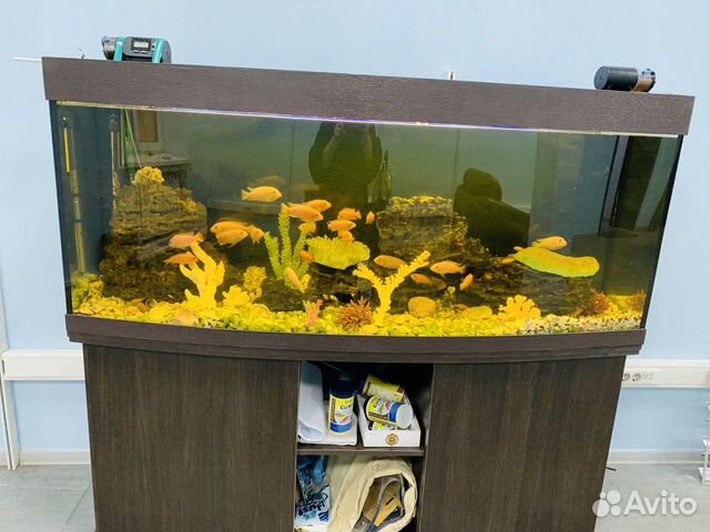 Аквариум с преданным