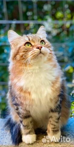 Сибирская кокша