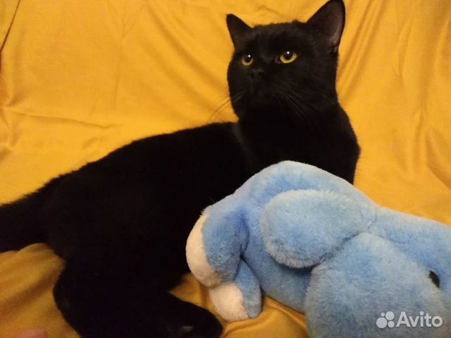 Кот в добрые руки