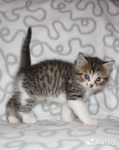 Котенок метис мальчик 1 месяц