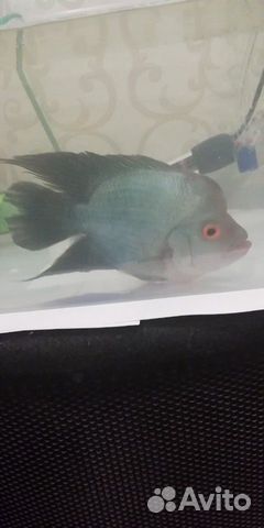 Попугай Хорн Самец