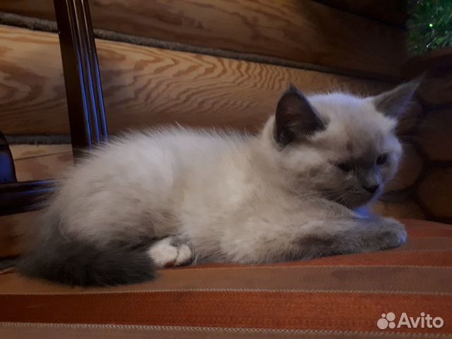 Новогодняя кошечка под ёлку