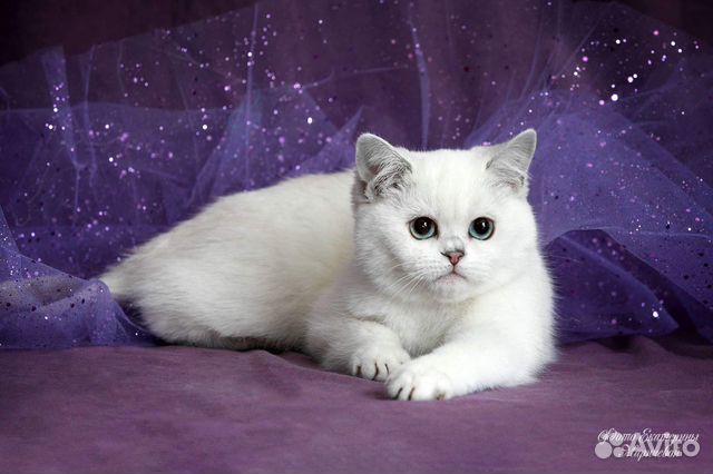 Котёнок