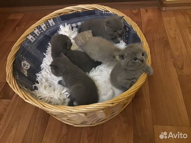Котята британской породы