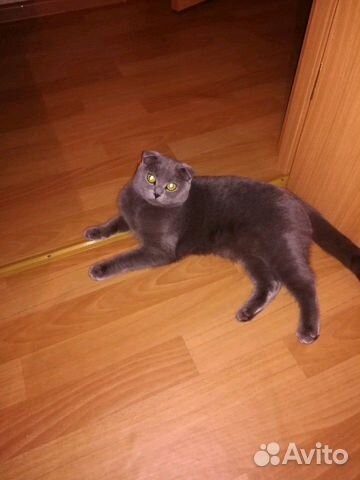 Кошка шотландская