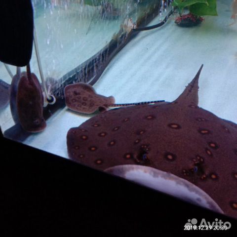 Скаты моторо