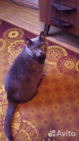 Кошка ищет новый дом