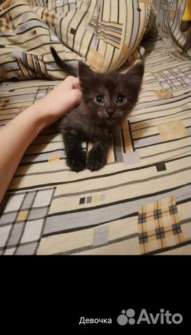 Котенок в дар. мальчик и девочка