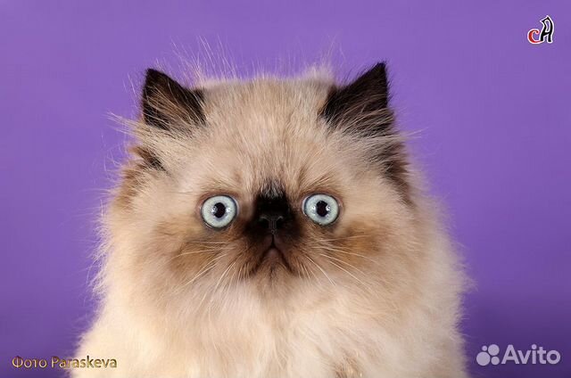 Гималайская красавица-подросток Яна