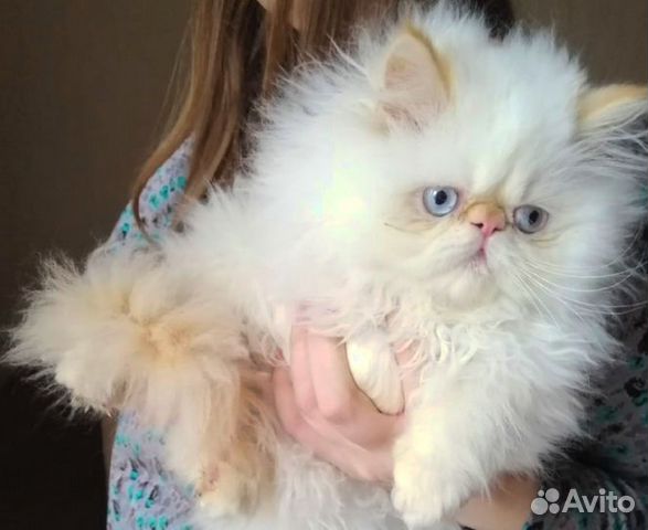 Персидский котик