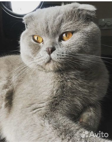 Кот-красавчик приглашает кошку в гости