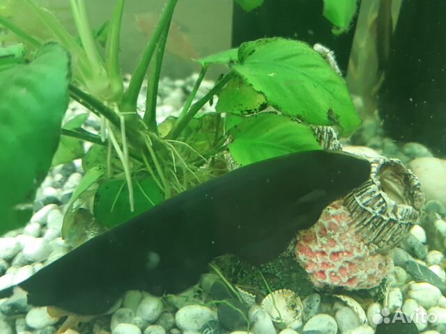 Аптеронотус рыбка