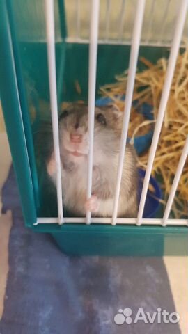 Джунгарский хомяк с клеткой