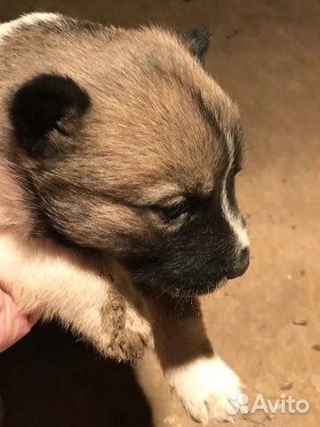 Западно-Сибирская лайка щенки