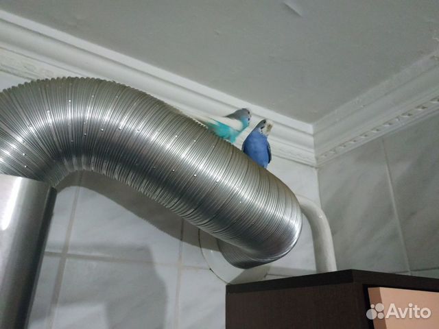 Продаю попугаев