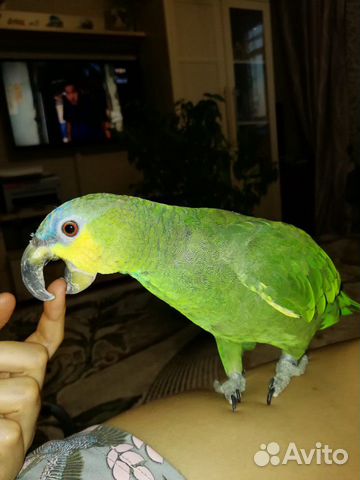 Попугай амазон
