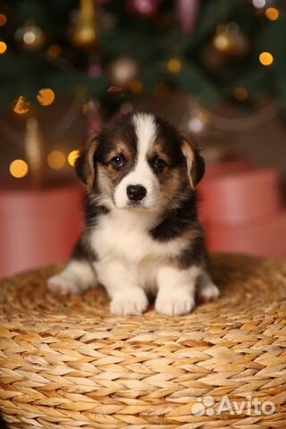 Продам щенков вельш корги пемброк