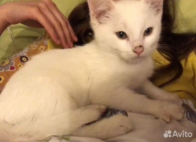 Британский котёнок