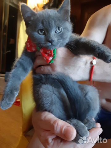 "Британцы" котики