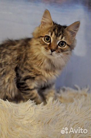 Антоша - Котенок 3 мес