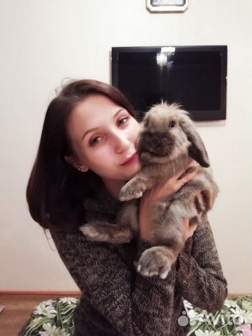 Кролик декоративный