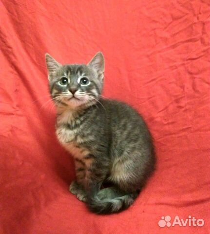 Красивейшая крошка Петрушка с серебристой шерсткой