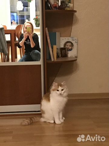 Котёнок 7 месяцев в хорошие руки