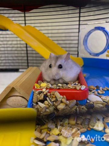 Хомяк две девочки, клетка в подарок