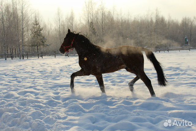 Лошадь