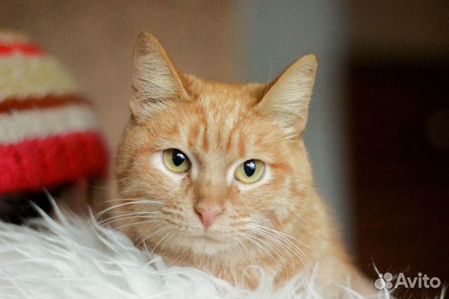 Кошка ищет дом