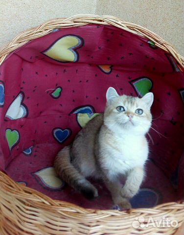 Золотой страйт ищет дом