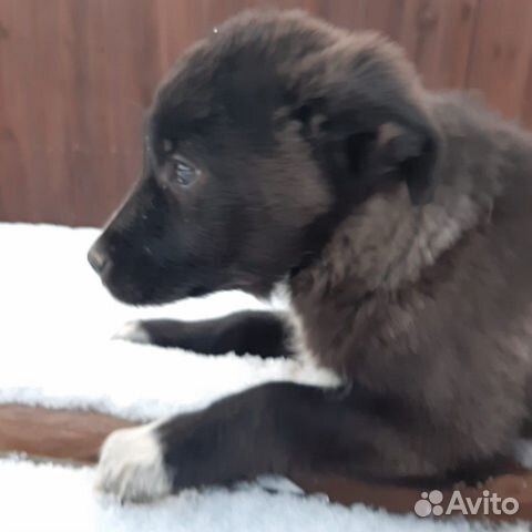 Крупные красивые щенки от полухаски