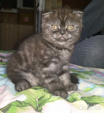 Добрый котенок
