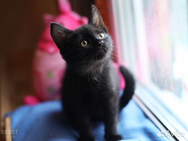 Котёнок-девочка, 2 месяца