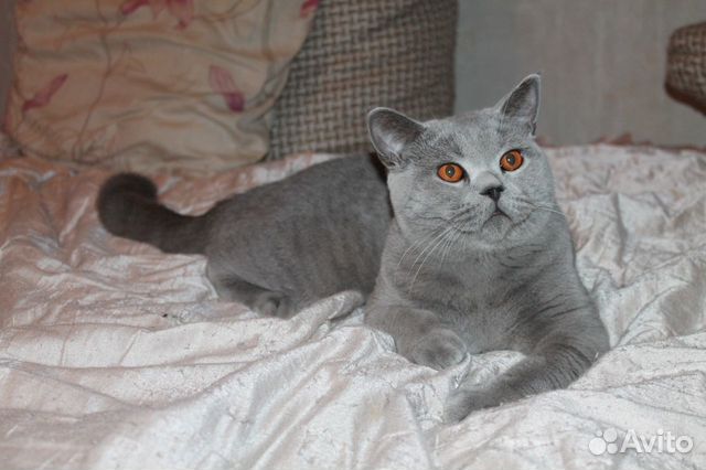 Британский кот приглашает на вязку