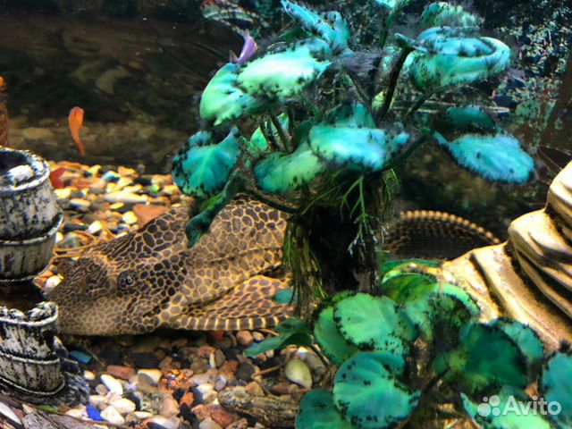 Птеригоплихт Саша