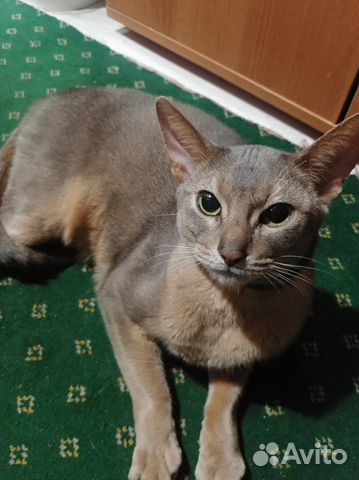Кастрированный Абиссийский кот
