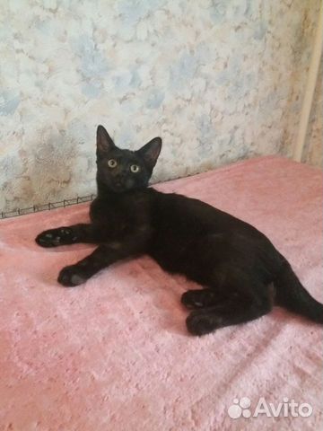 Котик в добрые руки