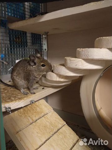 Мальчик дегу