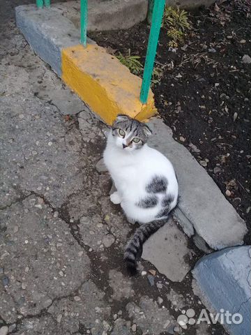 Отдать в хорошие руки кошечку вислоухую