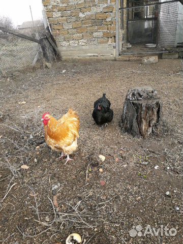 Орпингтон Петушки