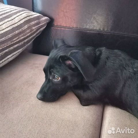 Маленький Добби