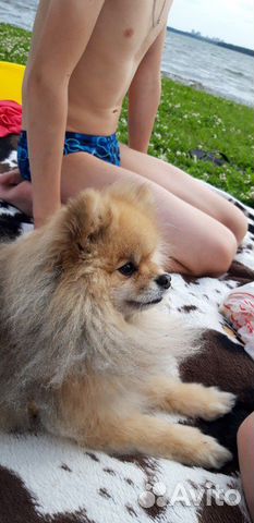 Шпиц на вязку