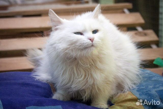 Кошечка в добрые руки
