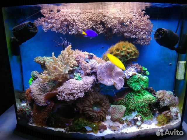 Аквариум морской ReefMax 60 (105 литров)