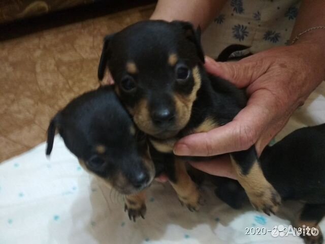 Очаровательные тойчики