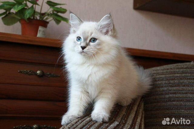 Котята невские маскарадные